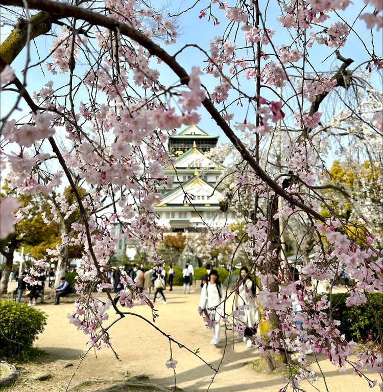 Cherry Blossoms and Hanami in Japan. History and Culture 🌸 – Kawaii Sweet
